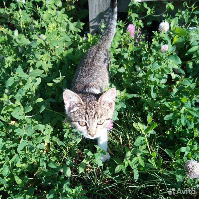 Кошечки сестрички ищут дом
