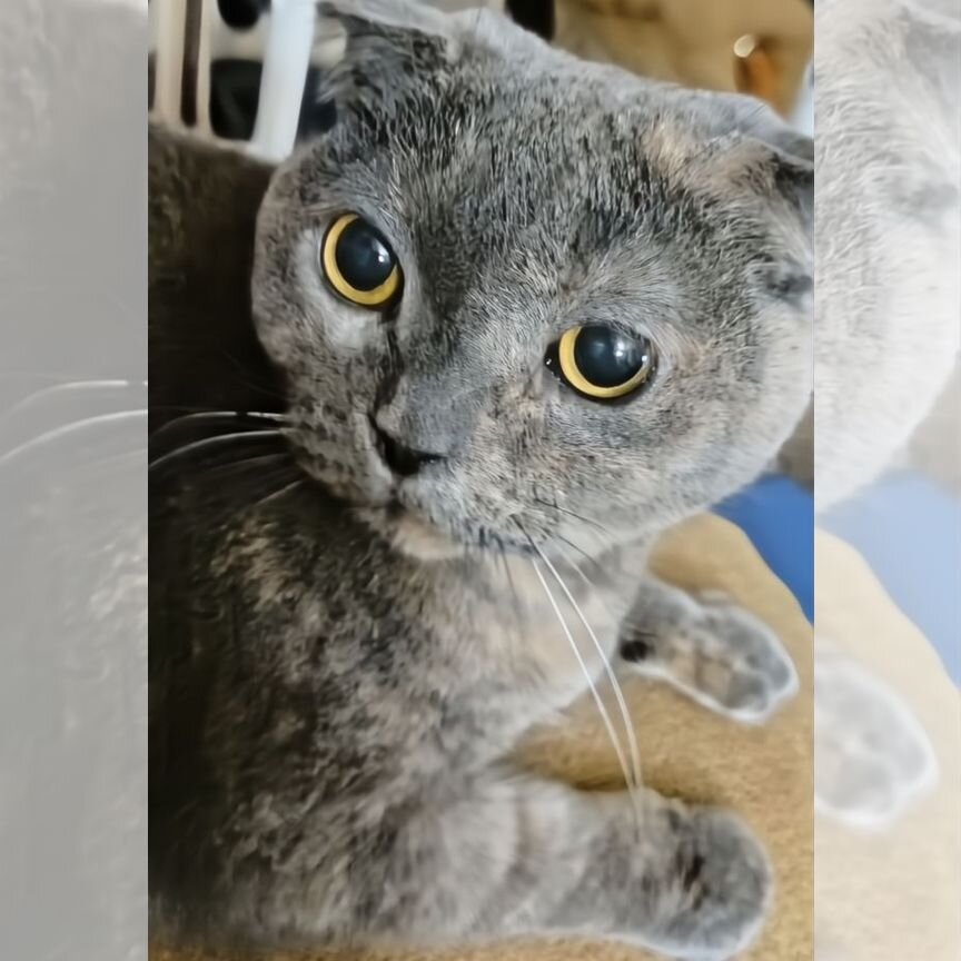 Шотландская вислоухая короткошёрстная кошка, взрослая