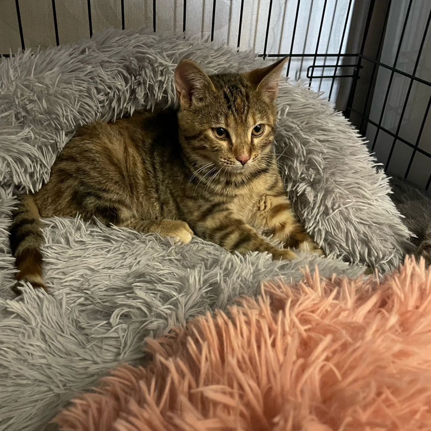 Котенок бенгал