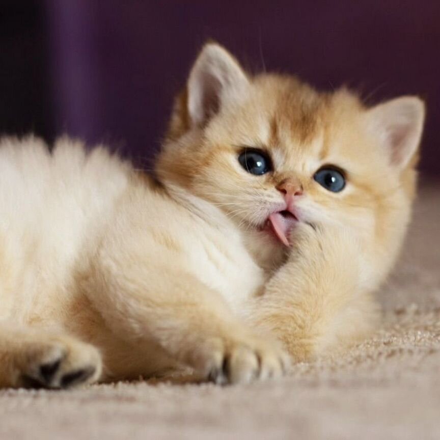 Котенок золотая шиншилла