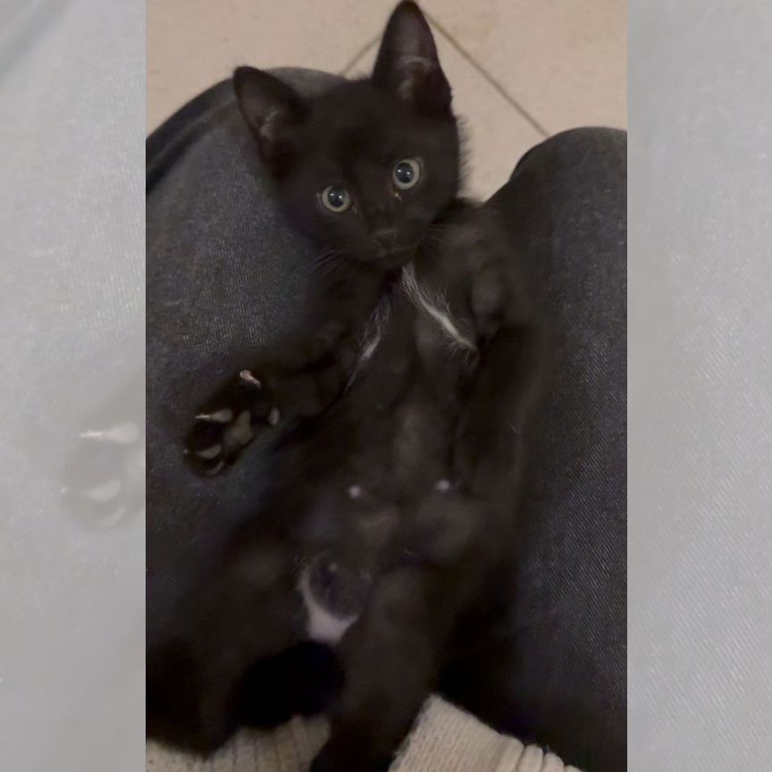 Котенок в добрые руки