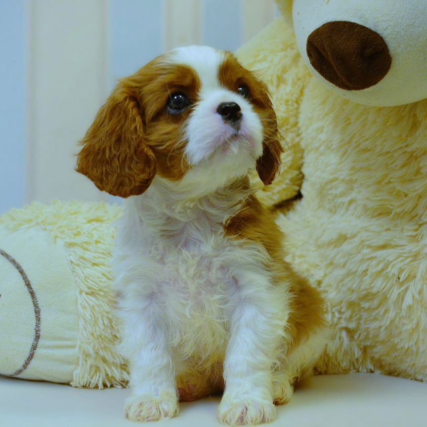 Кавалер Кинг чарльз спаниель VIP мальчик