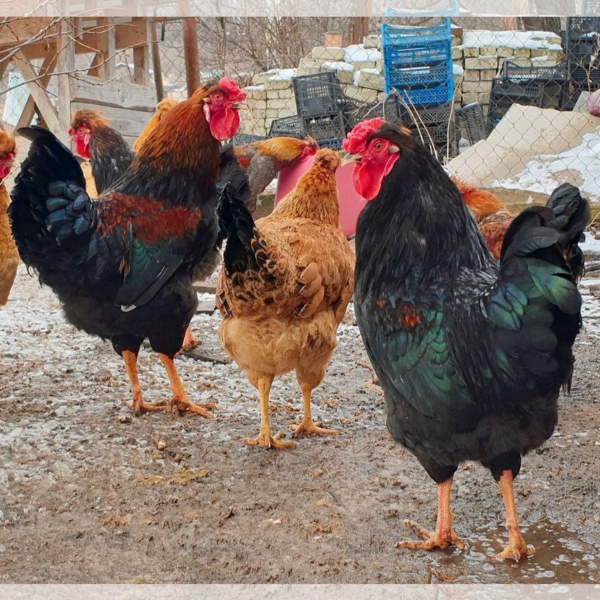 Русская хохлатая, петухи