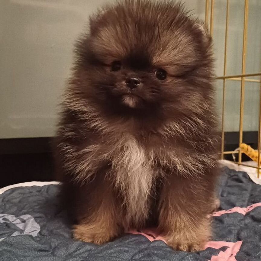 Померанский шпиц, щенок