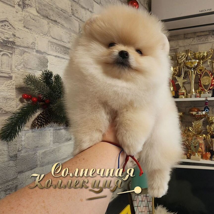 Померанский шпиц, щенок