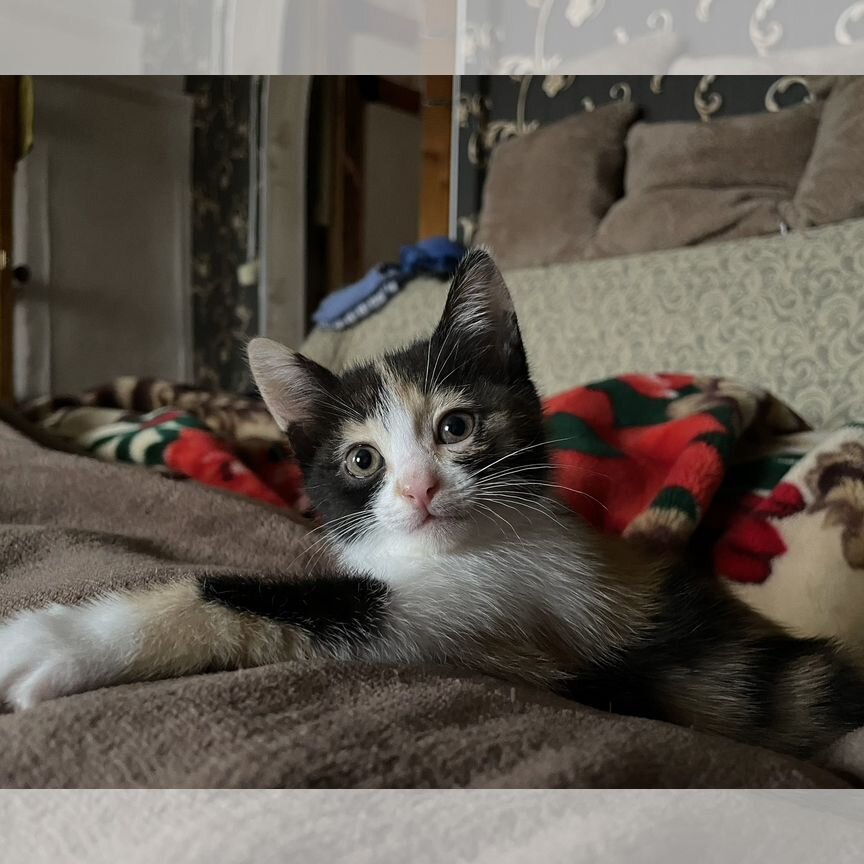 Кошки котята трехцветные