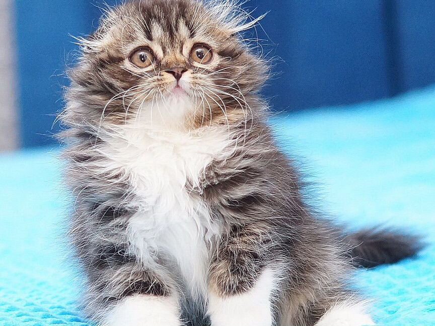 Шотландский котенок совенок