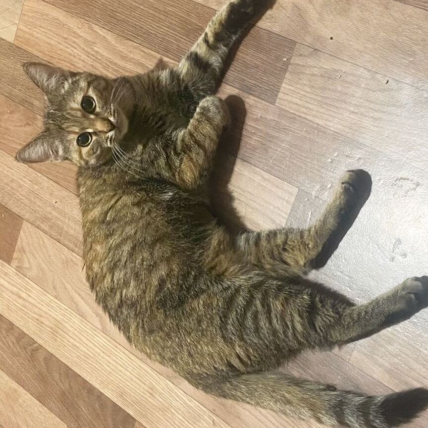 Котенок в добрые руки