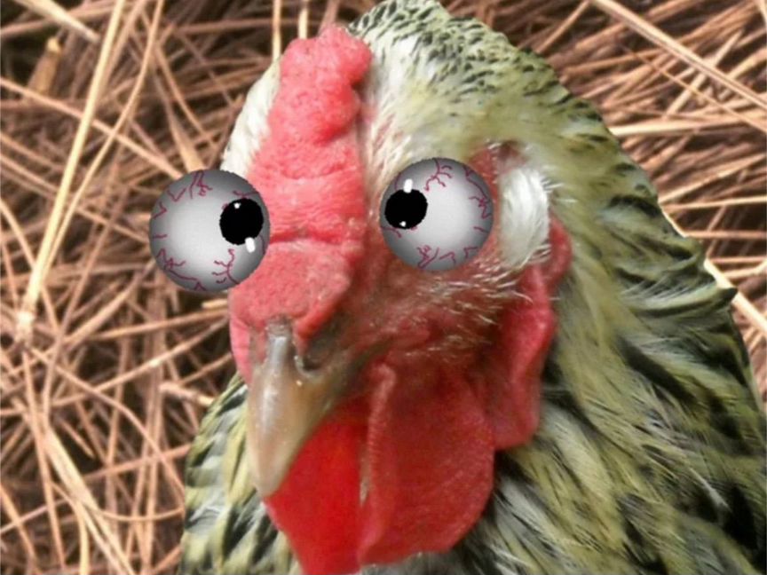 Корм для собак