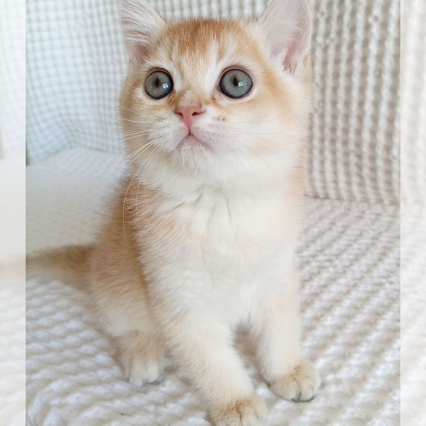 Шотландский прямоухий короткошёрстный котёнок
