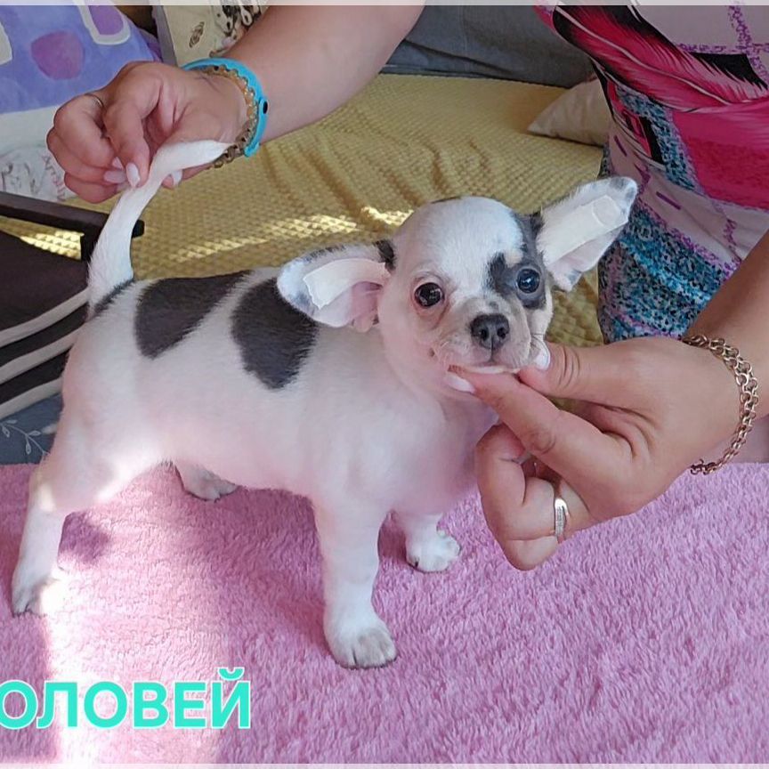 Чихуахуа стандарт соловей