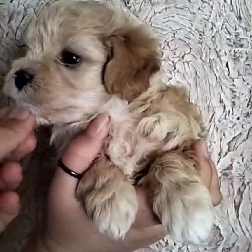 Мальтипу, щенок