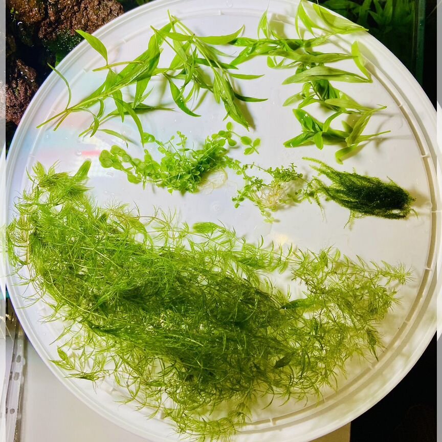 Прополка аквариумных растений