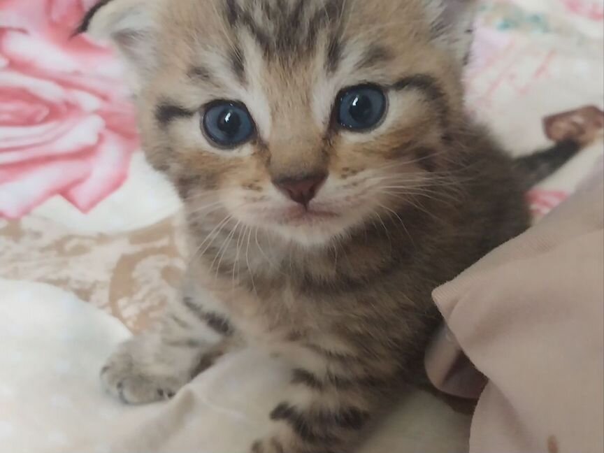 Шотландский котик