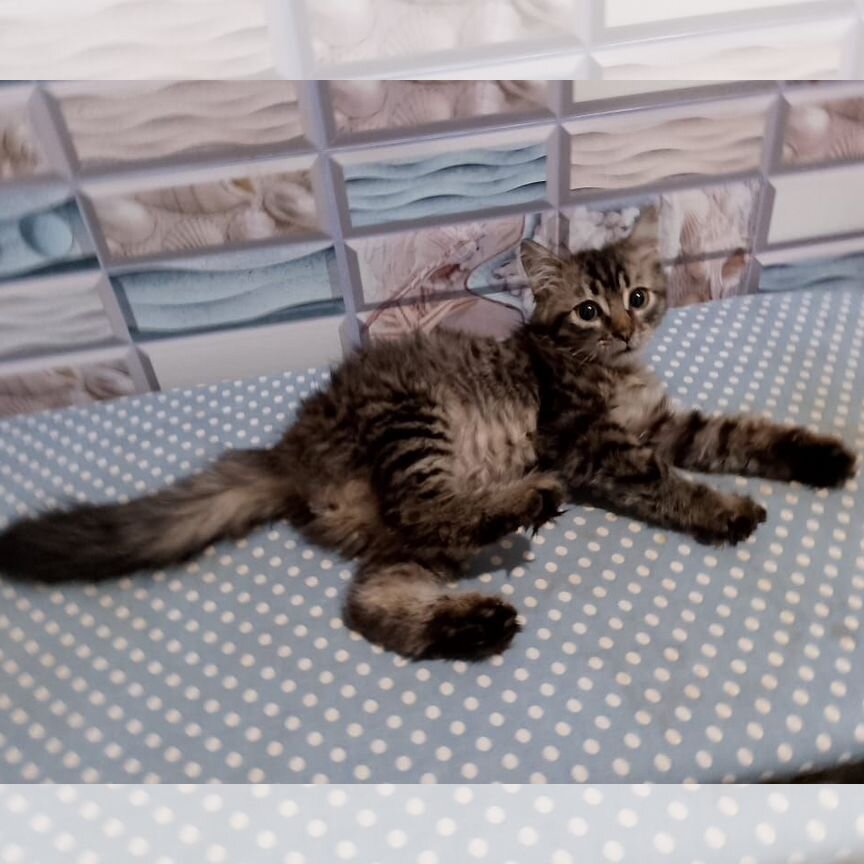 Котенок мальчик с доставкой на дом