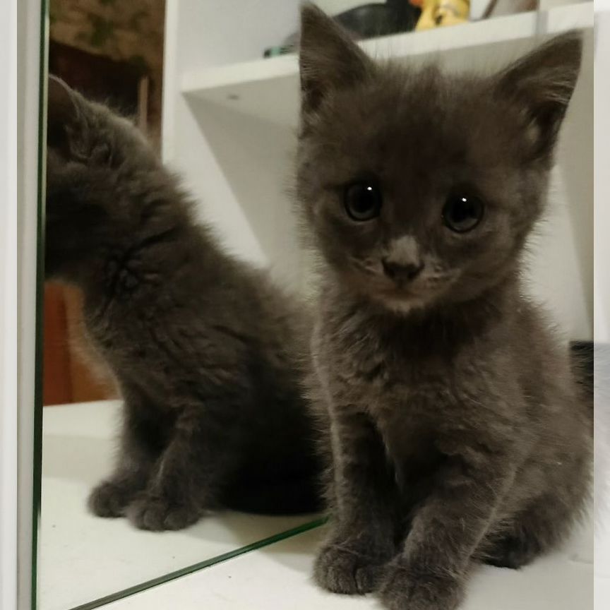 Котята в добрые руки бесплатно