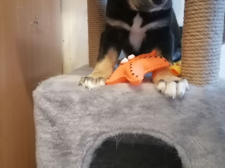 Маленький друг