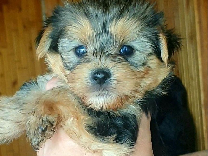 Йоркширский терьер щенки