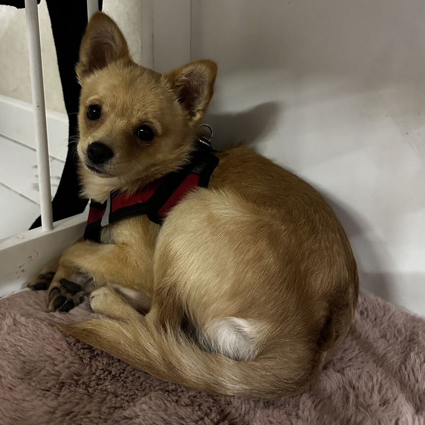 Йоркширский терьер, щенок