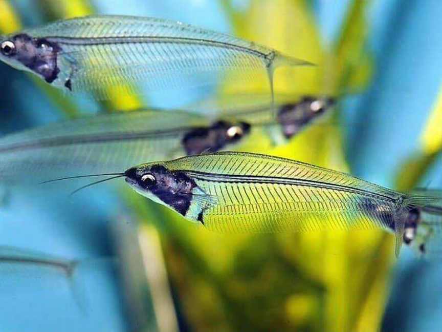 Стеклянные сомы