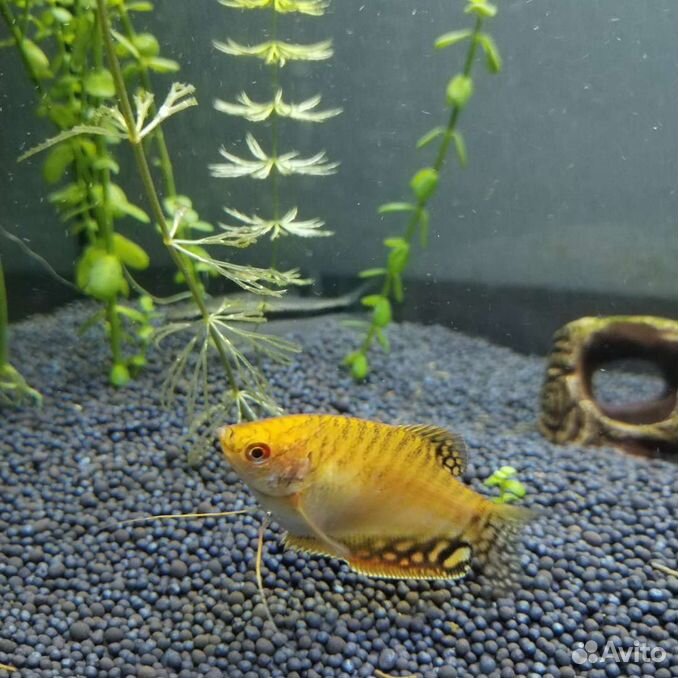 Рыба гурами мраморная, сиамский водорослеед
