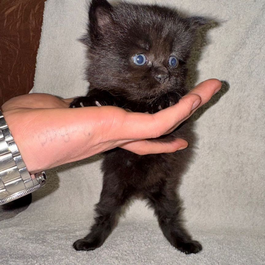 Сибирский котёнок