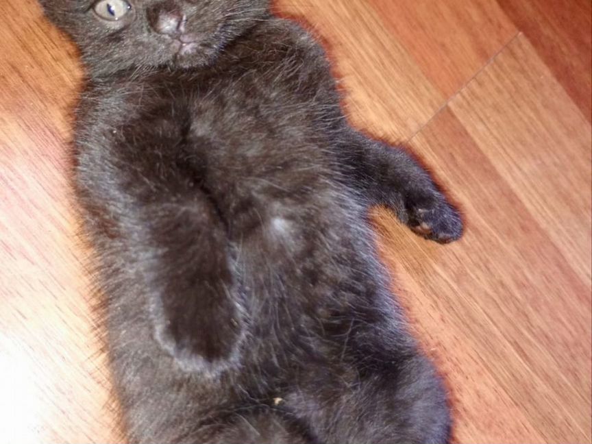 Шотландский котёнок