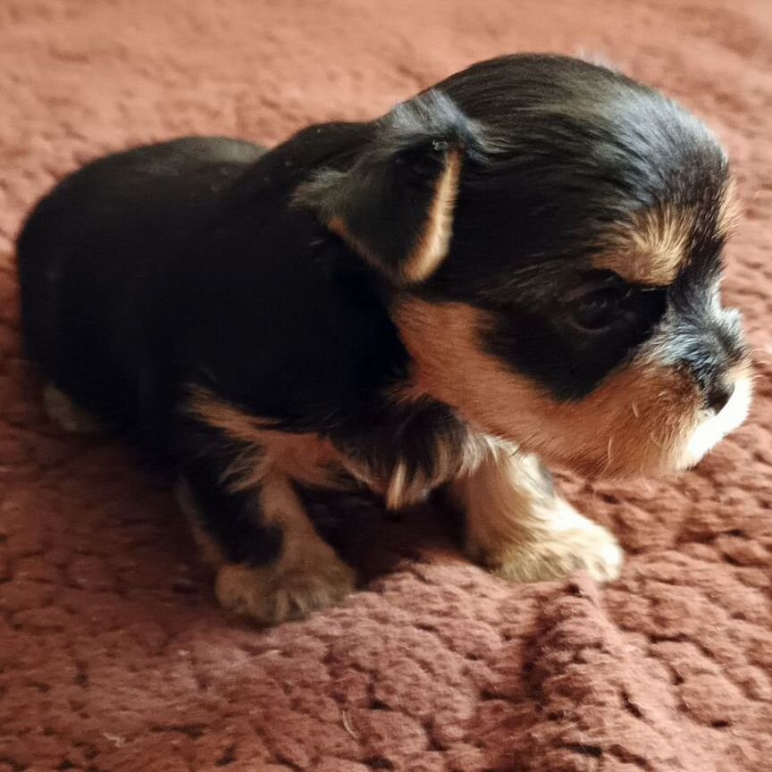 Йоркширский терьер, щенок