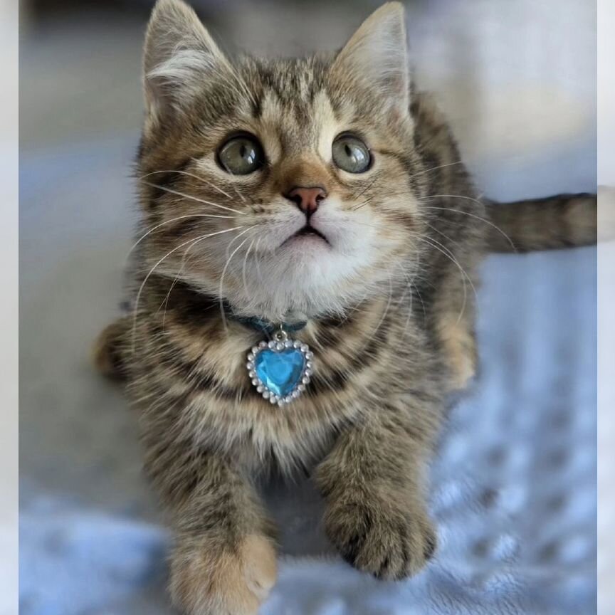 Котёнок в добрые руки