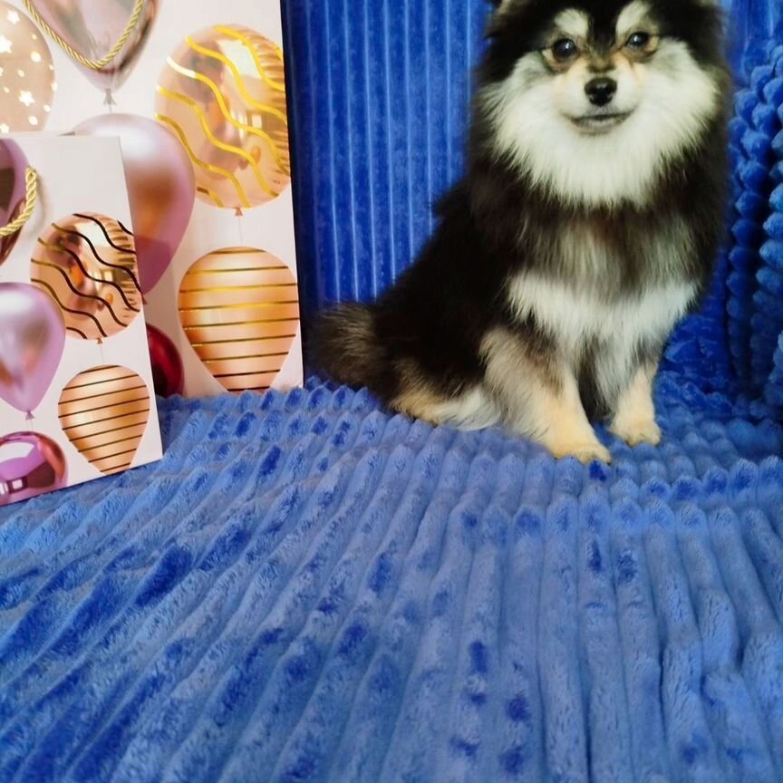 Мальчики шпицы