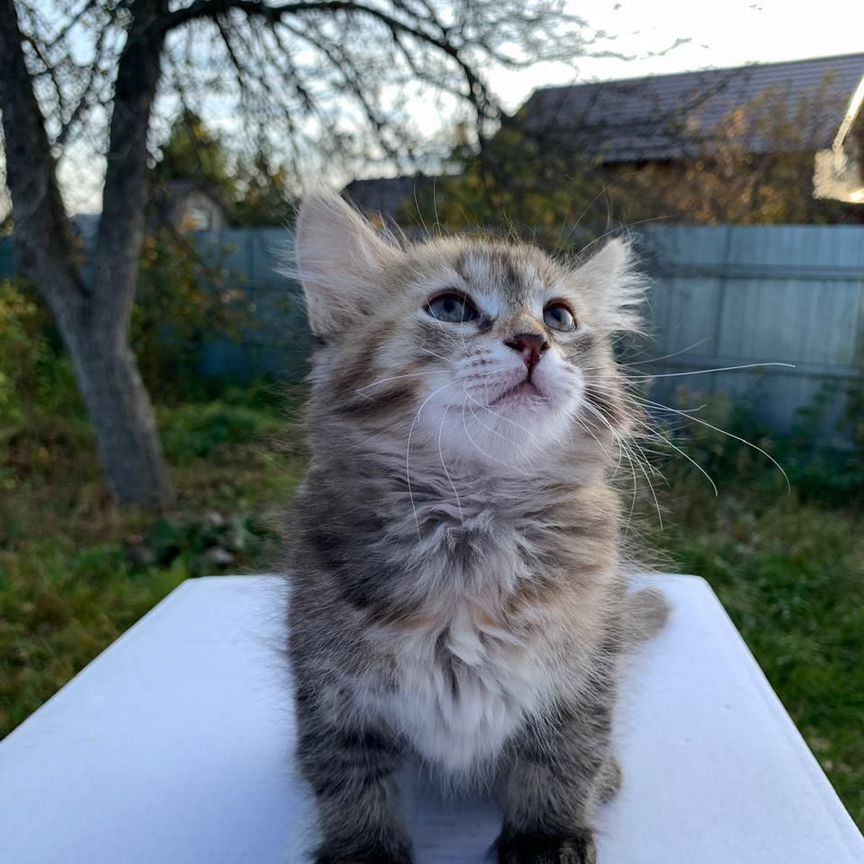 Котенок в хорошие и добрые руки