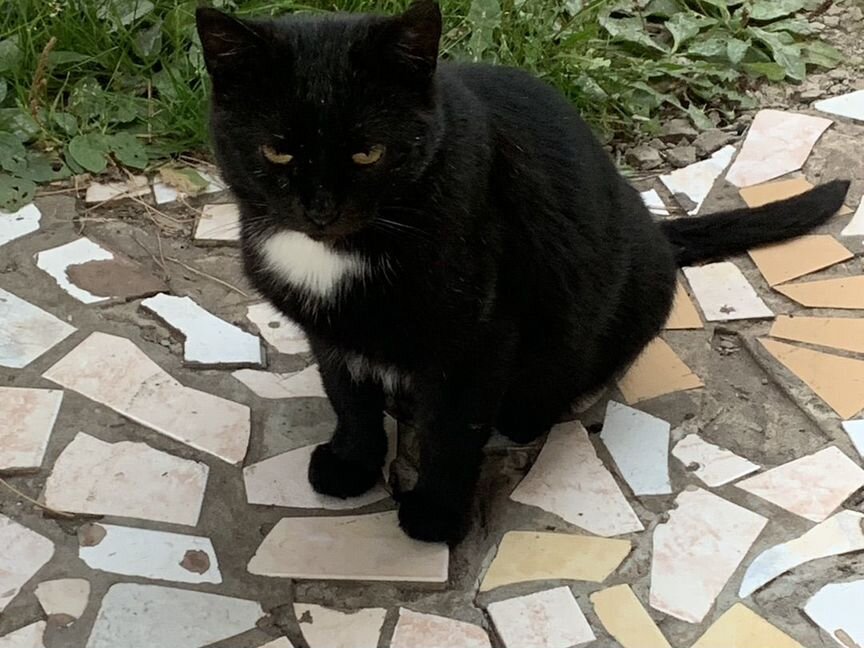 Котик брошен на дачах,нужна помощь