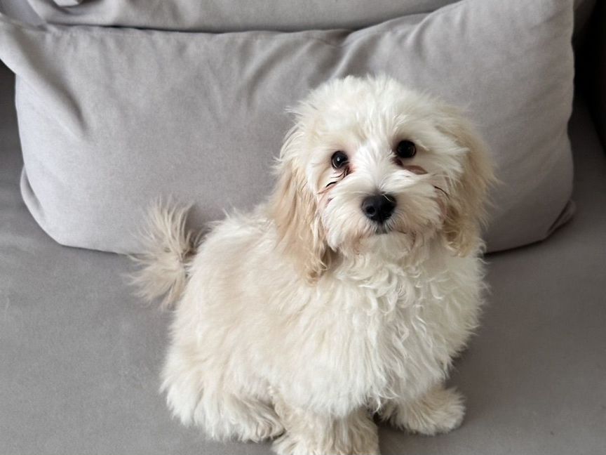 Мальтипу f1 мальчик