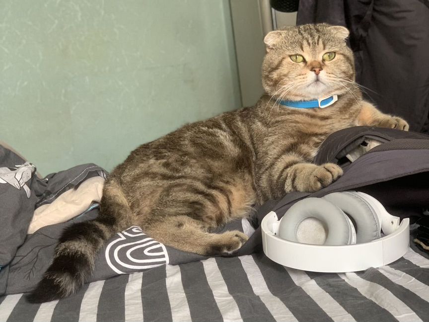 Шотланский вислоухий кот