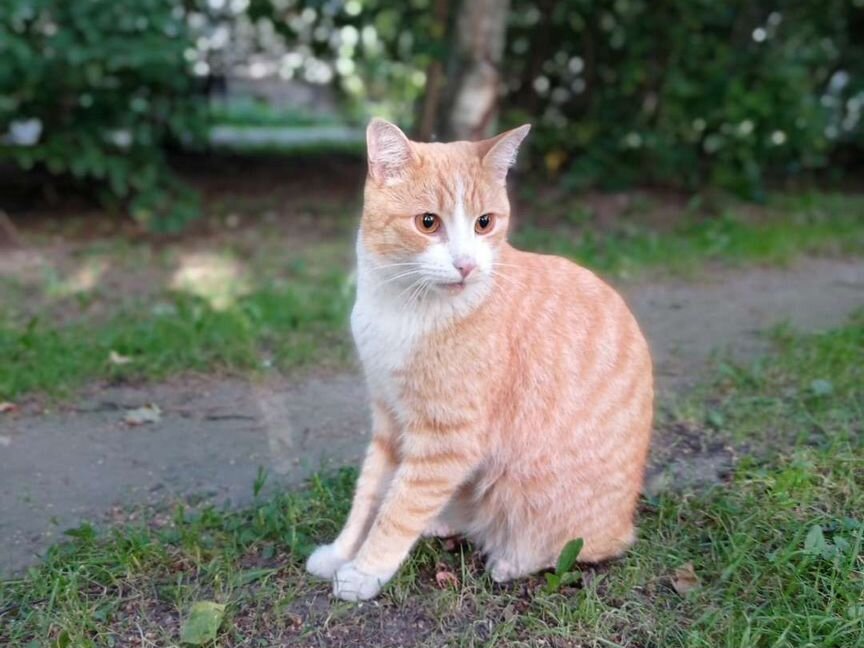Кот рыжик, ищет дом