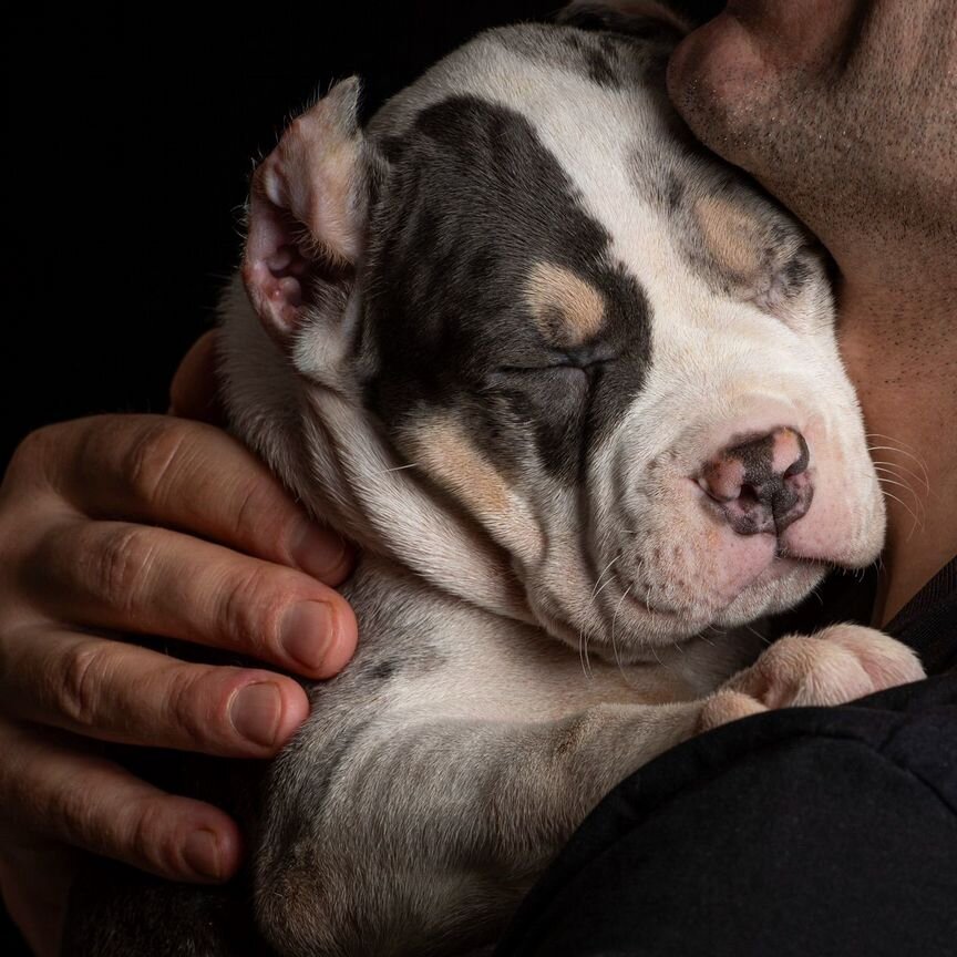 Американский булли, щенок