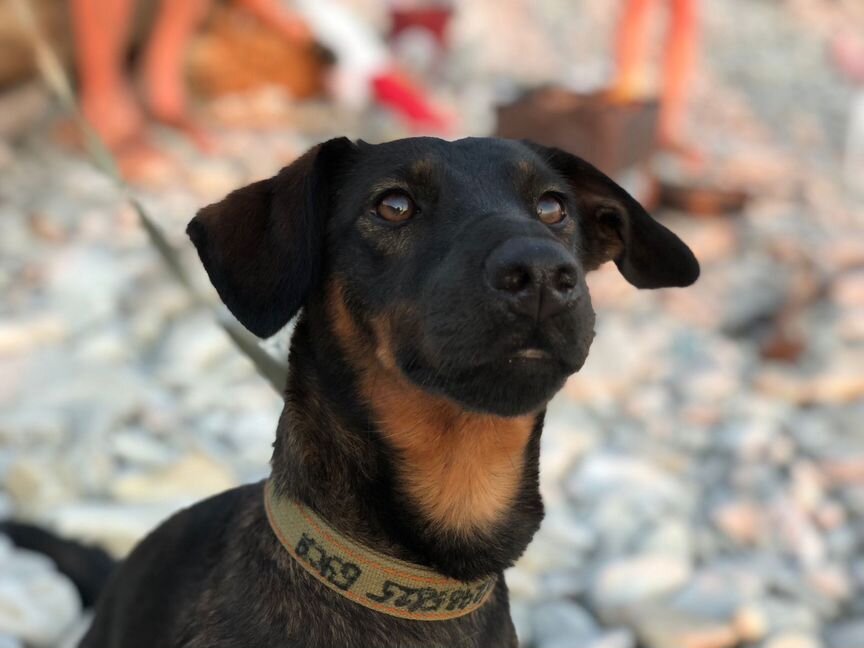 Отдам собаку в добрые руки