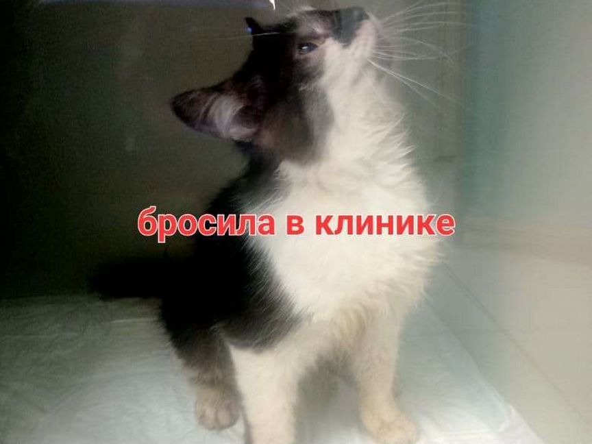 Кошку Сашу бросили в клинике