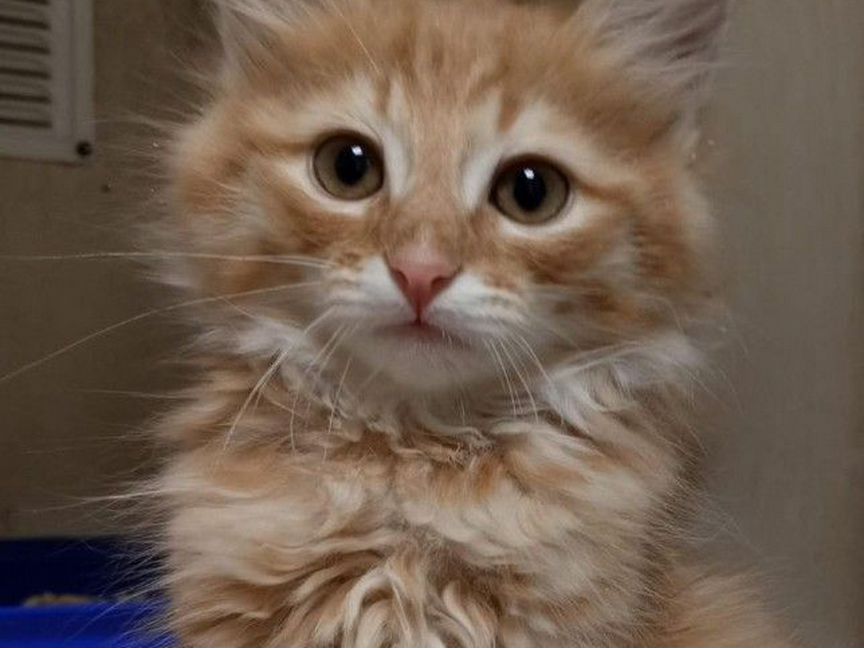 Рыжики котята малыши без дома