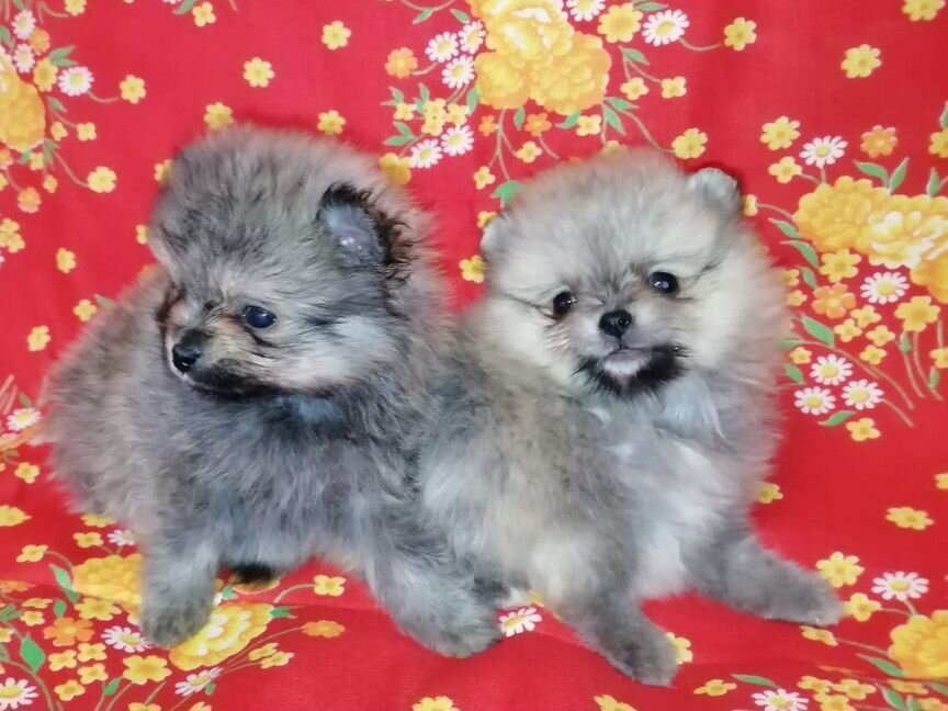 Померанский шпиц медвежьего типа