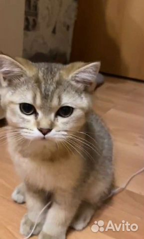 Котик страйт шотландский