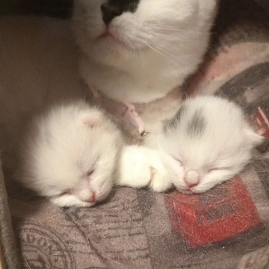 Милые котятки, ждут мам, пап