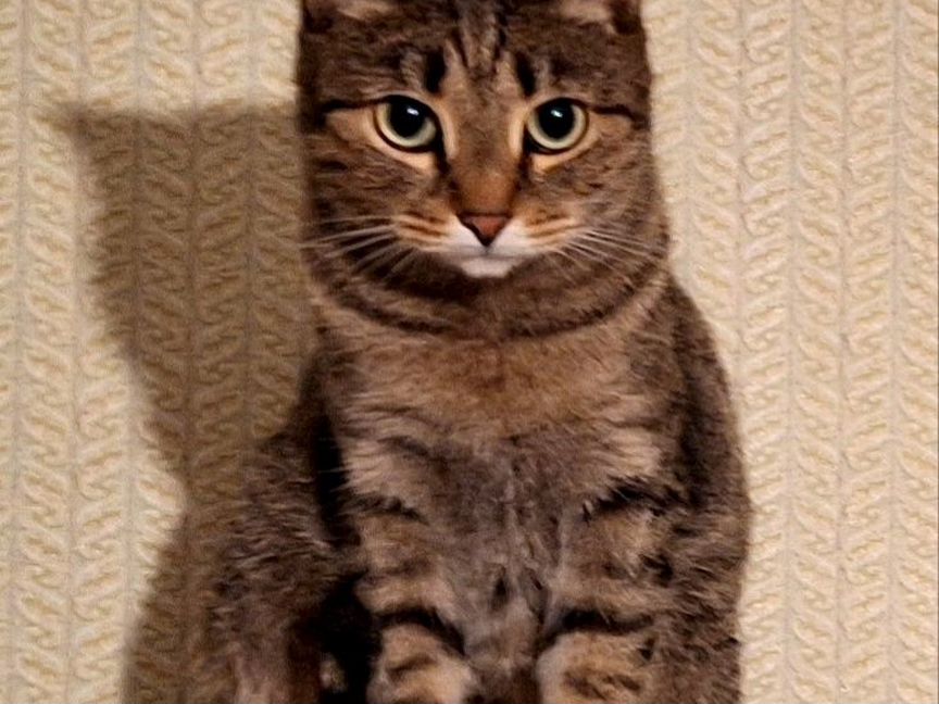 Кошка Бусинка в добрые руки