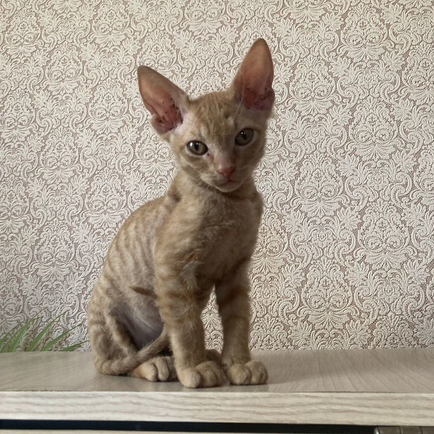 Отдам котенка