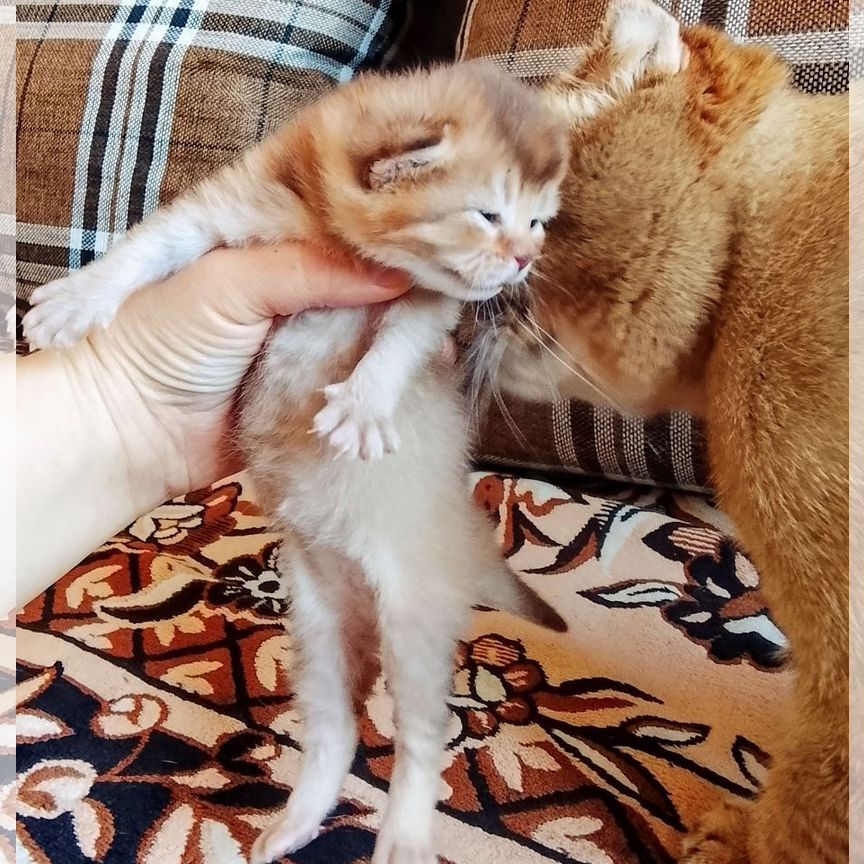 Шотландский вислоухий короткошёрстный котёнок