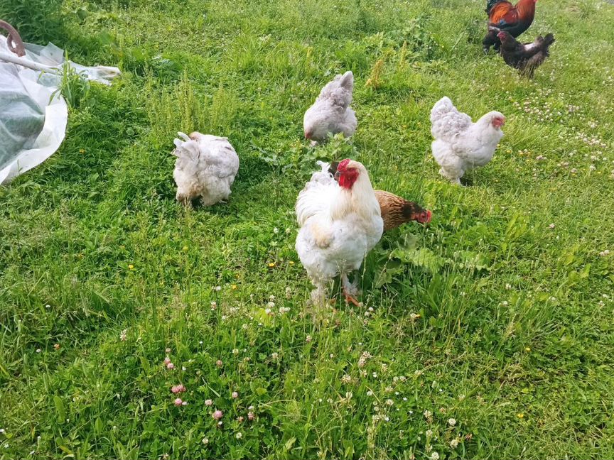 Брама лаванда