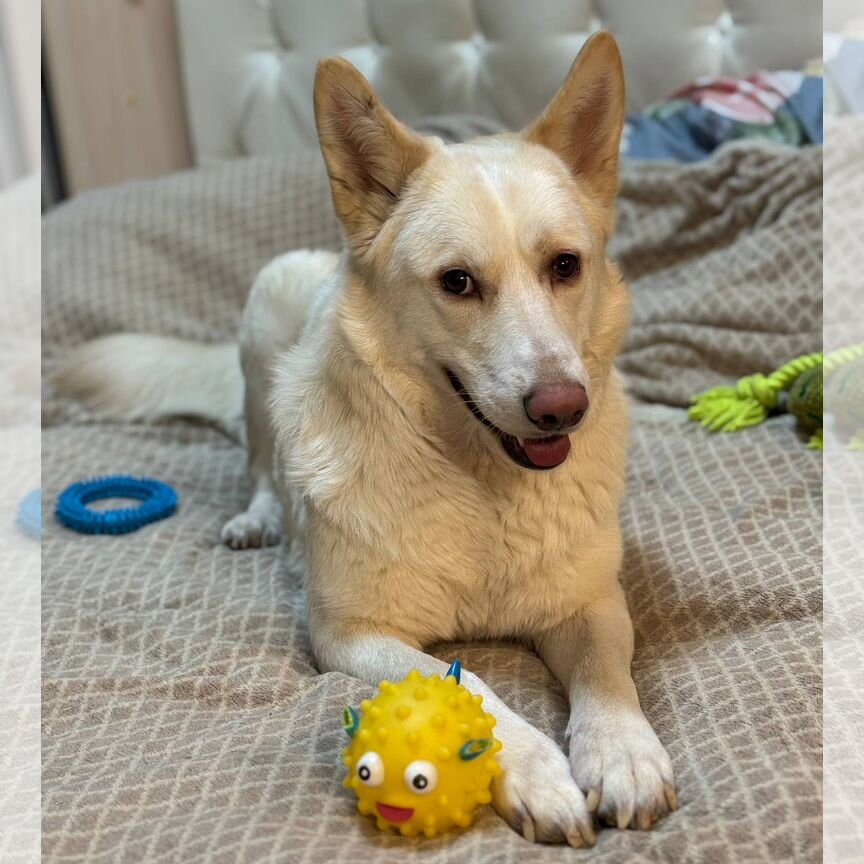 Взрослая собака в добрые руки