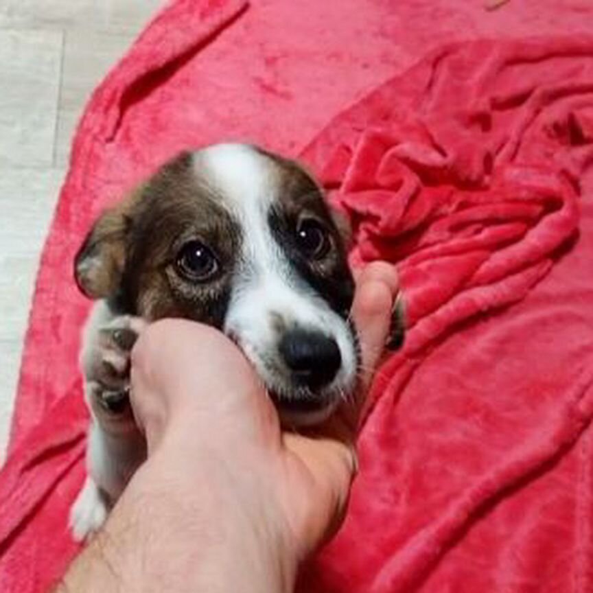 Щенок в добрые руки