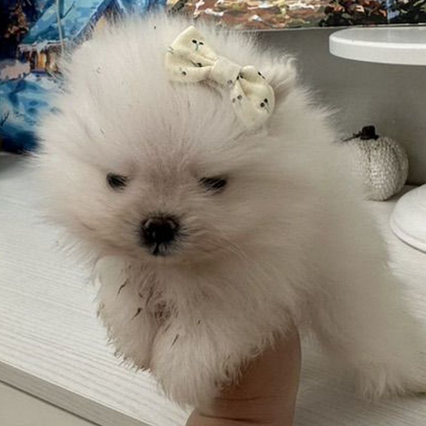 Померанский шпиц, щенок