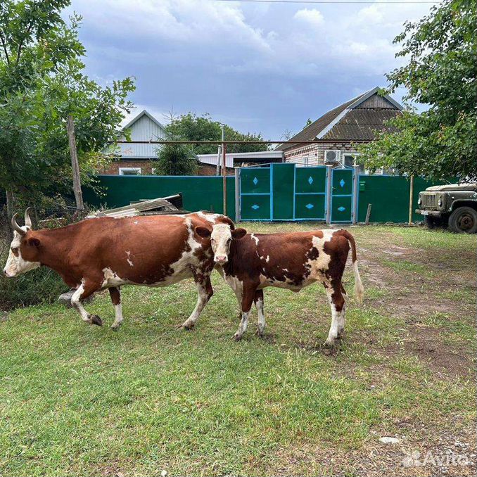 Корова с теленком